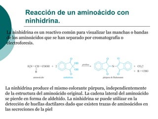 Aminoacidos y proteinas | PPT