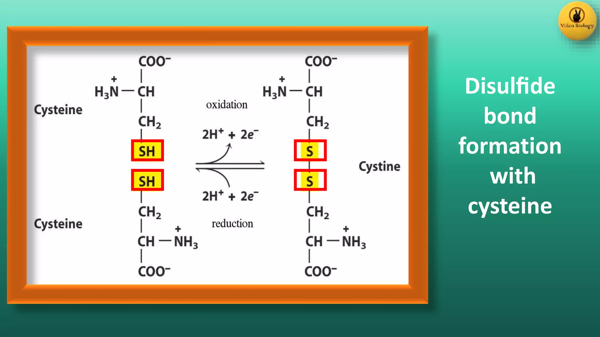 Amino acid part 2 by vidan biology | PPTX
