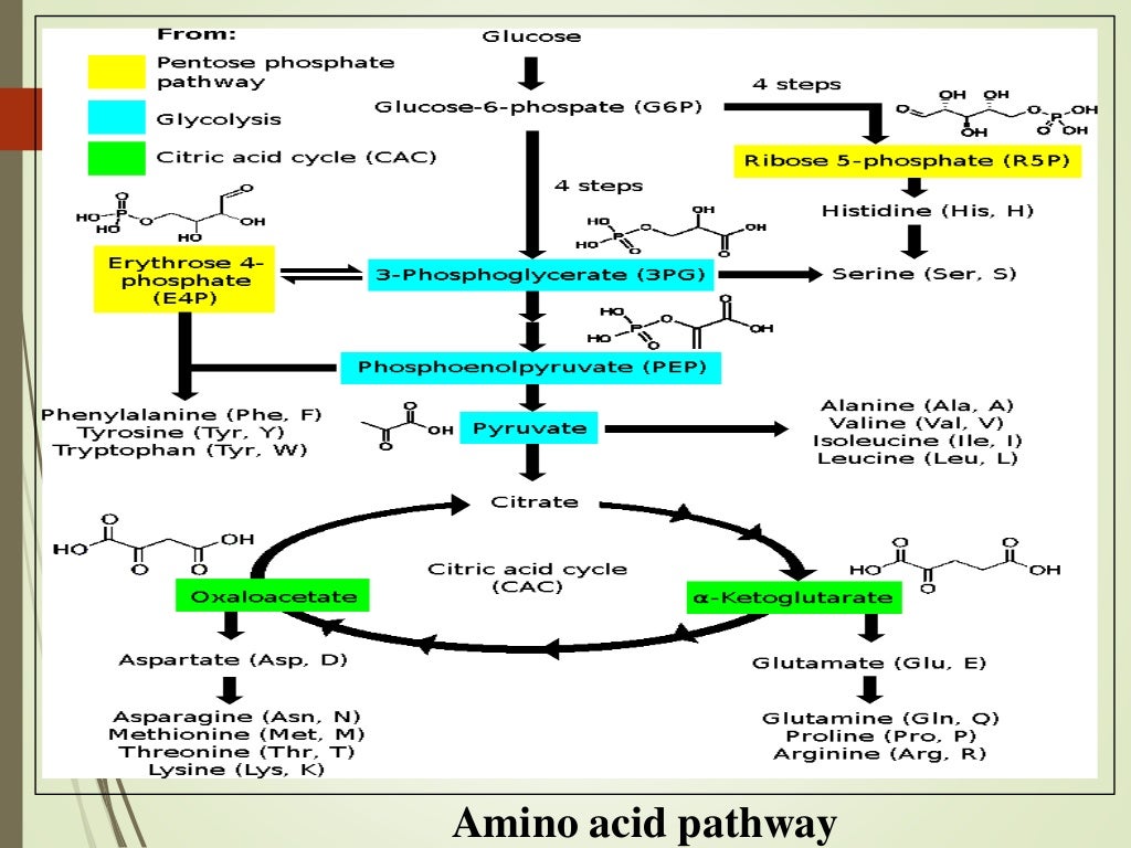 Amino acid pathway | PDF