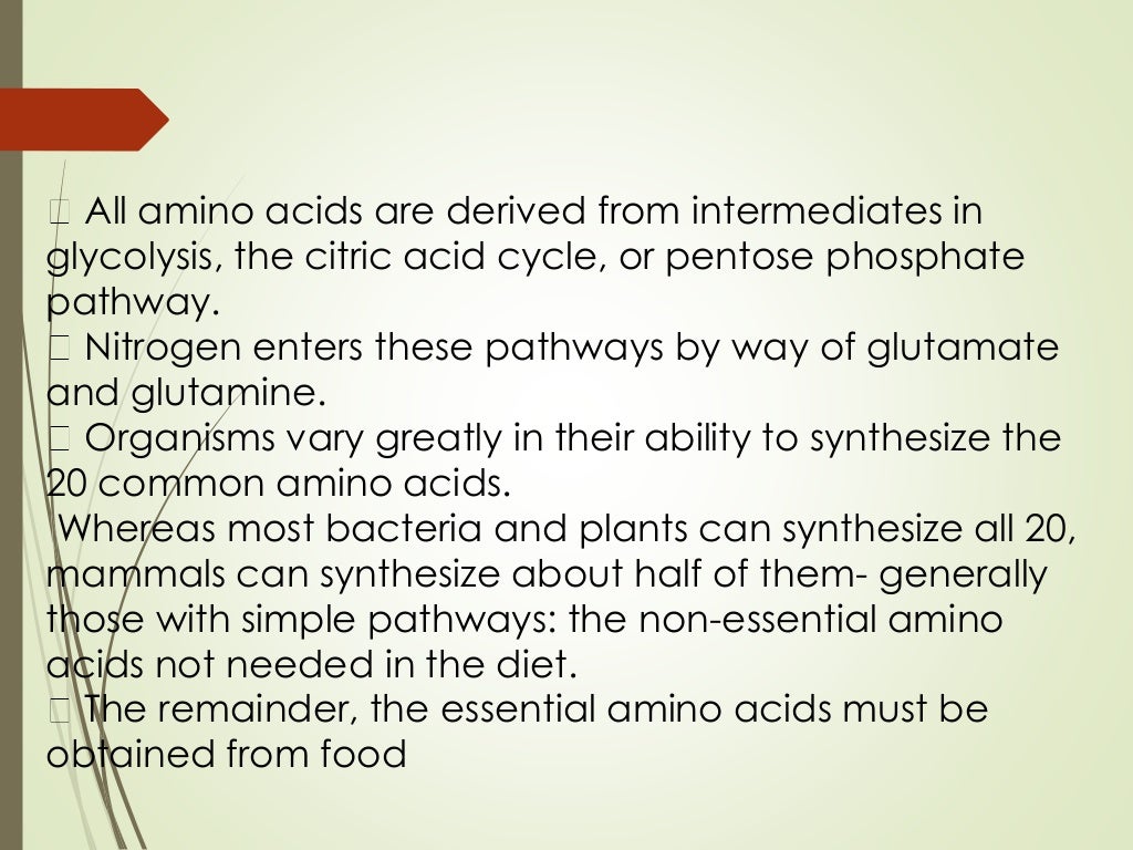 Amino acid pathway | PDF