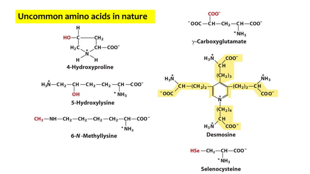 Amino acid, Peptides and Proteins Aug 19.pdf