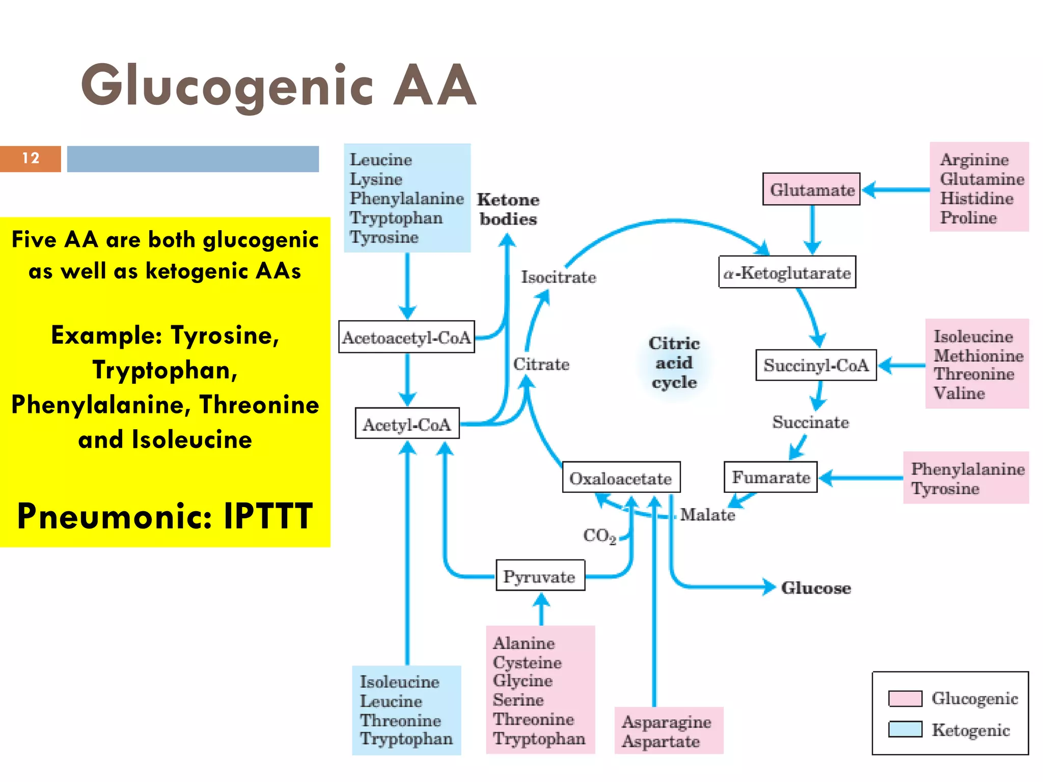 Amino acid pool | PDF