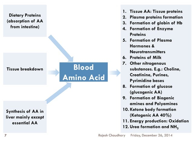 Amino acid pool | PDF