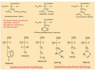 Essential Amino Acid Structures