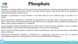 Amino acid presentation | PPT