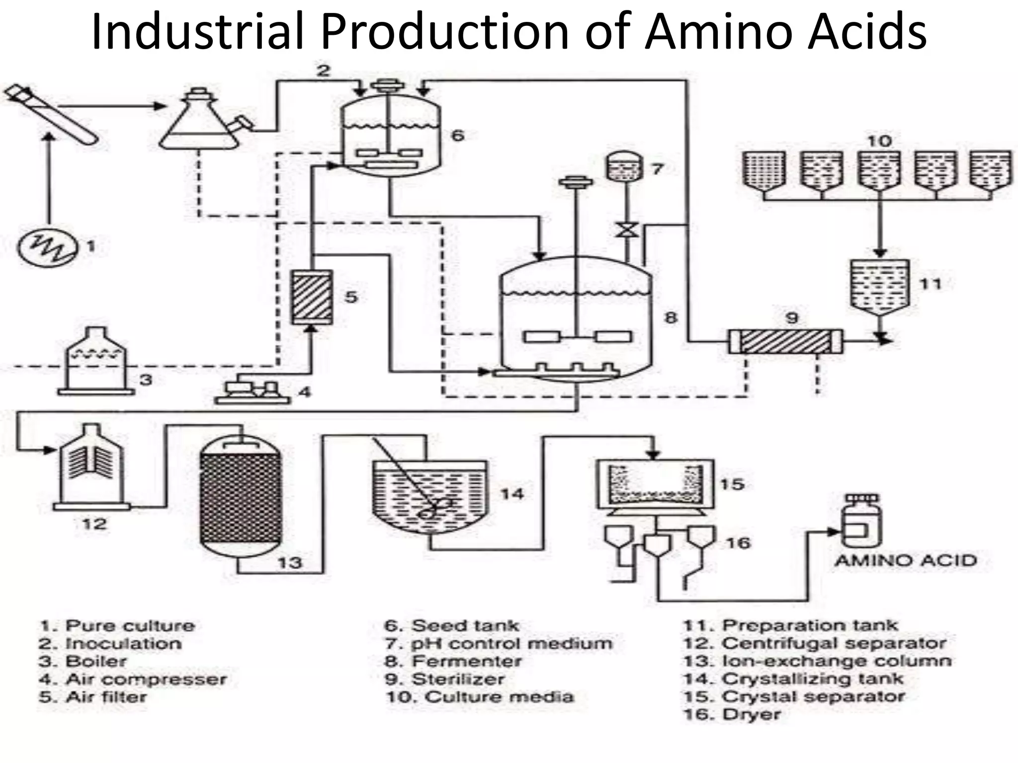 amino Acid production.pptx
