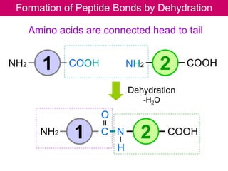 Amino acid proparti preclinic medical student | PPT