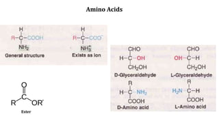 Amino Acids and Protein | PDF