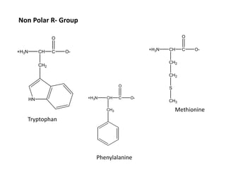 Amino acids | PDF