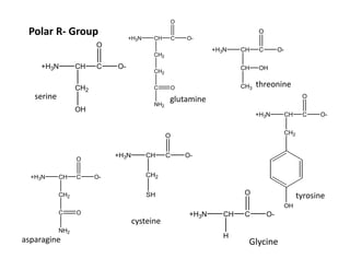 Amino acids | PDF