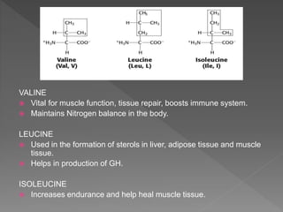 Amino acids | PPTX
