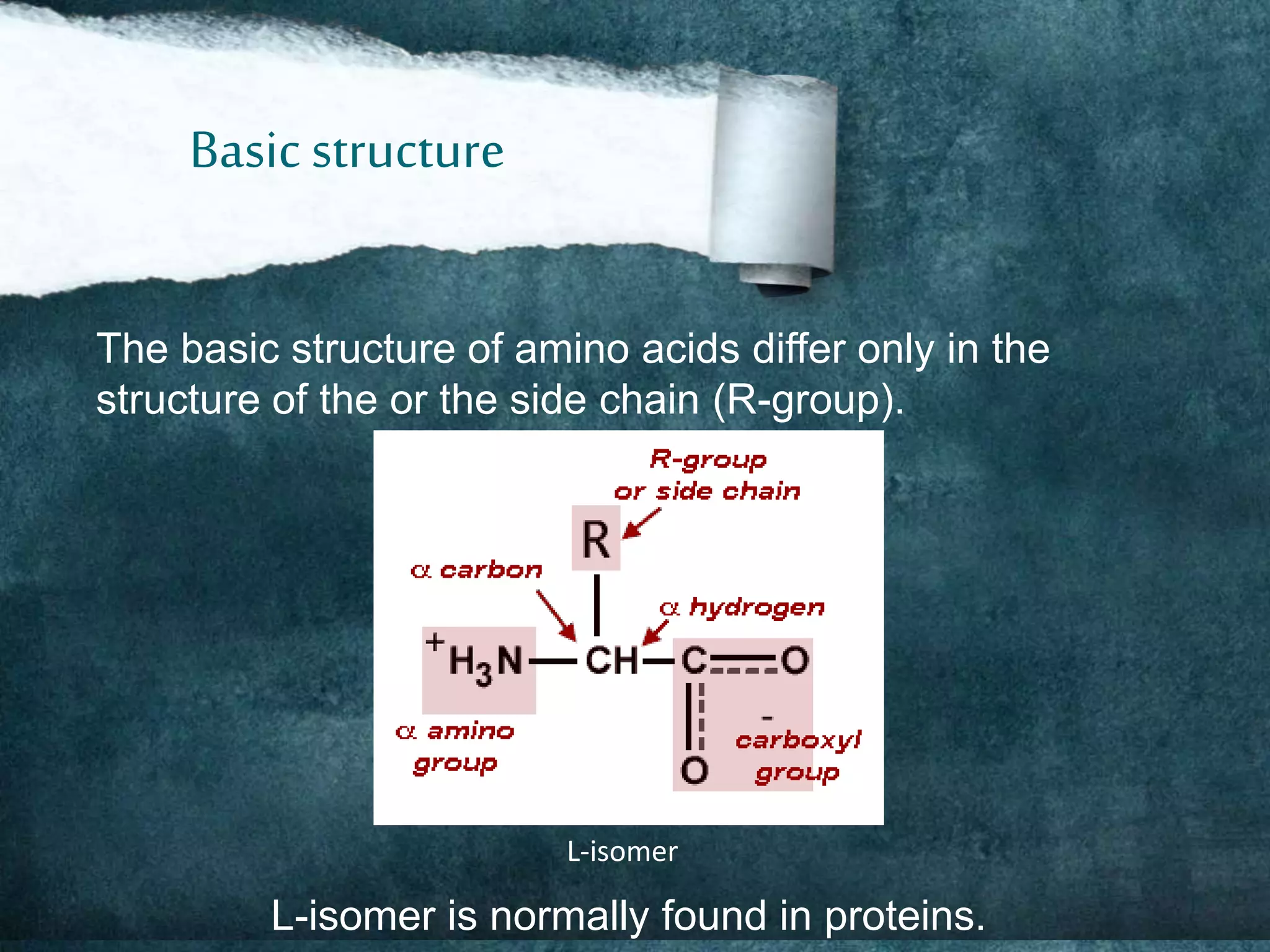 Amino acids- the building blocks of proteins | PPTX