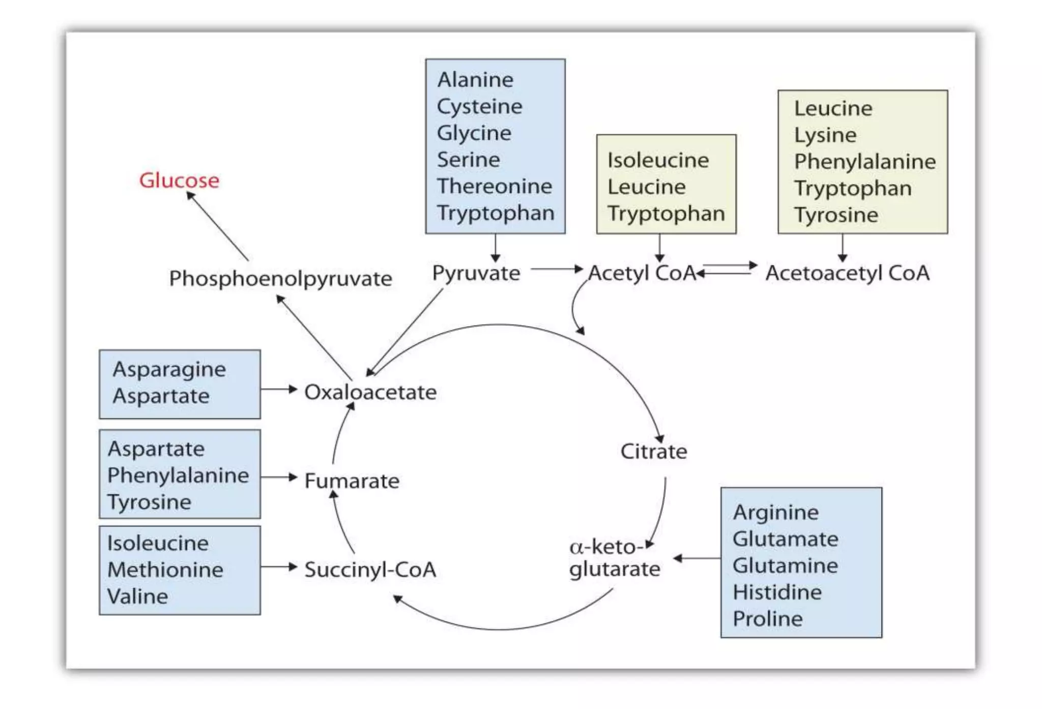 AMINO ACIDS IN BROILERS AND LAYERS | PPTX