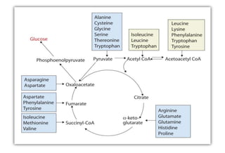 AMINO ACIDS IN BROILERS AND LAYERS | PPTX