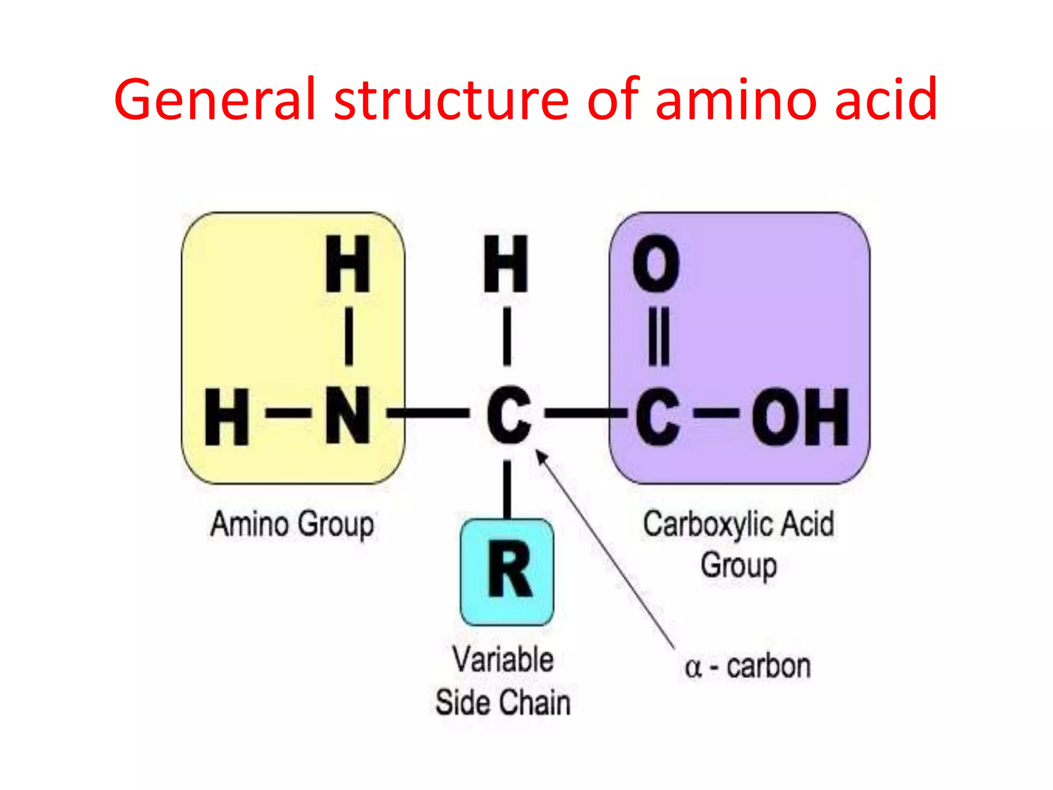 Amino acids | PPT