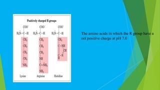 Amino acids | PPT
