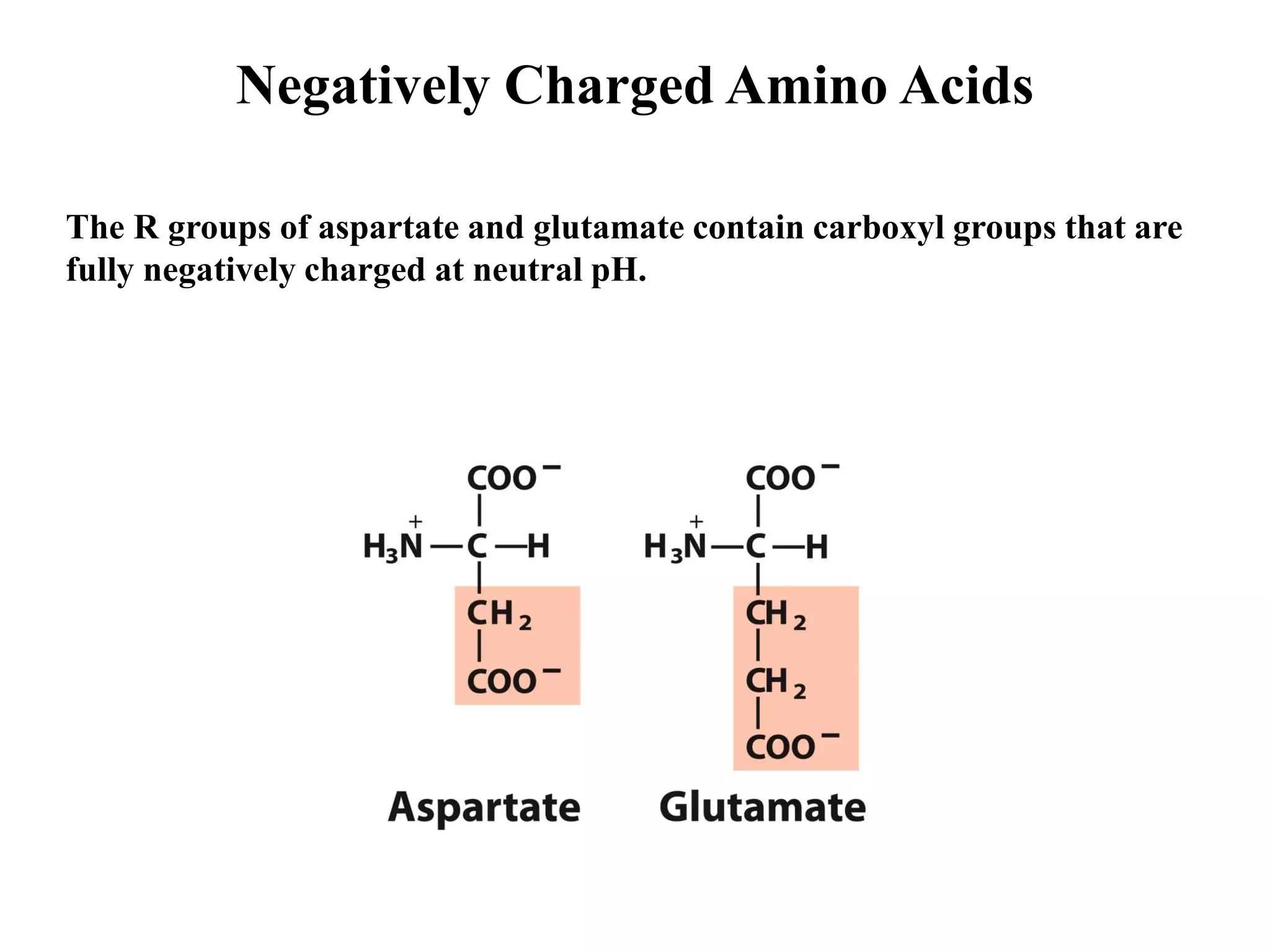 Amino Acids .pdf