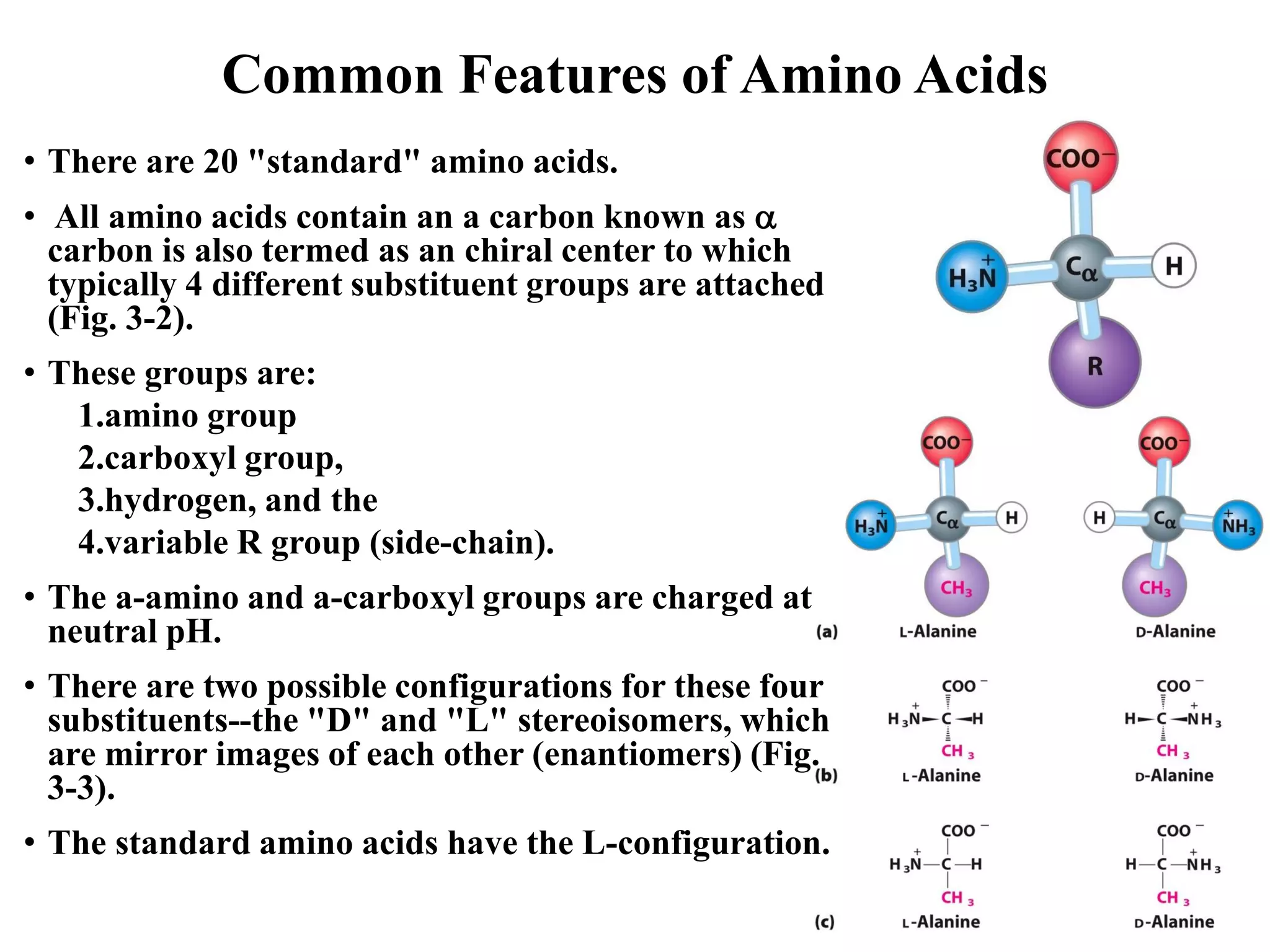 Amino Acids .pdf