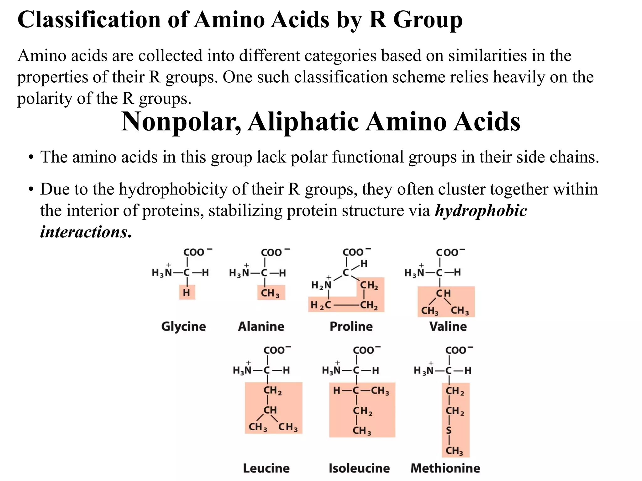 Amino Acids .pdf
