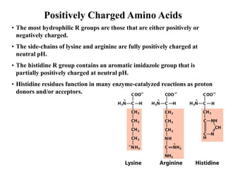 Amino Acids .pdf