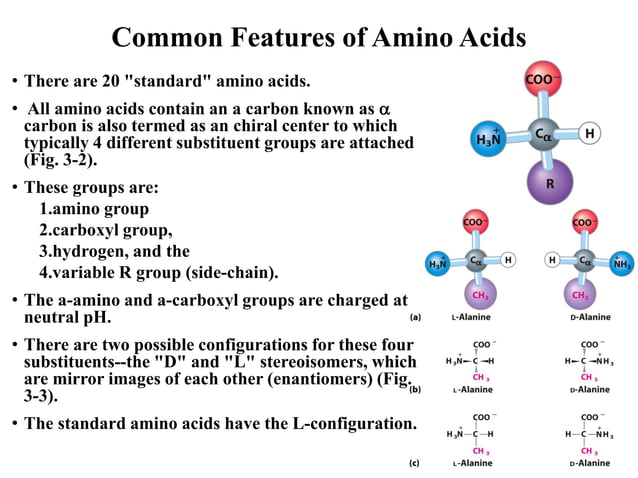 Amino Acids .pdf | Chemistry | Science