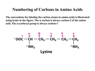 Amino Acids .pdf