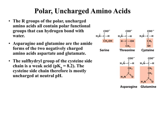 Amino Acids .pdf | Chemistry | Science