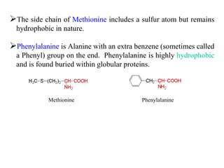 Amino acids.ppt