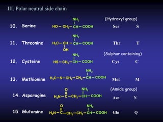 Amino acids.ppt