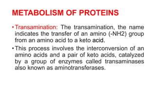 AMINO ACIDS.pptx | Digestive Disorders | Diseases and Conditions