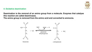 Amino Acids.pptx