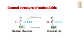 Amino Acids.pptx