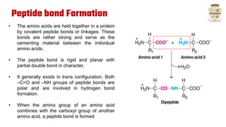 Amino Acids.pptx