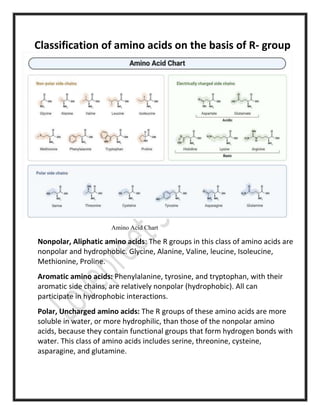 Amino Acids.docx