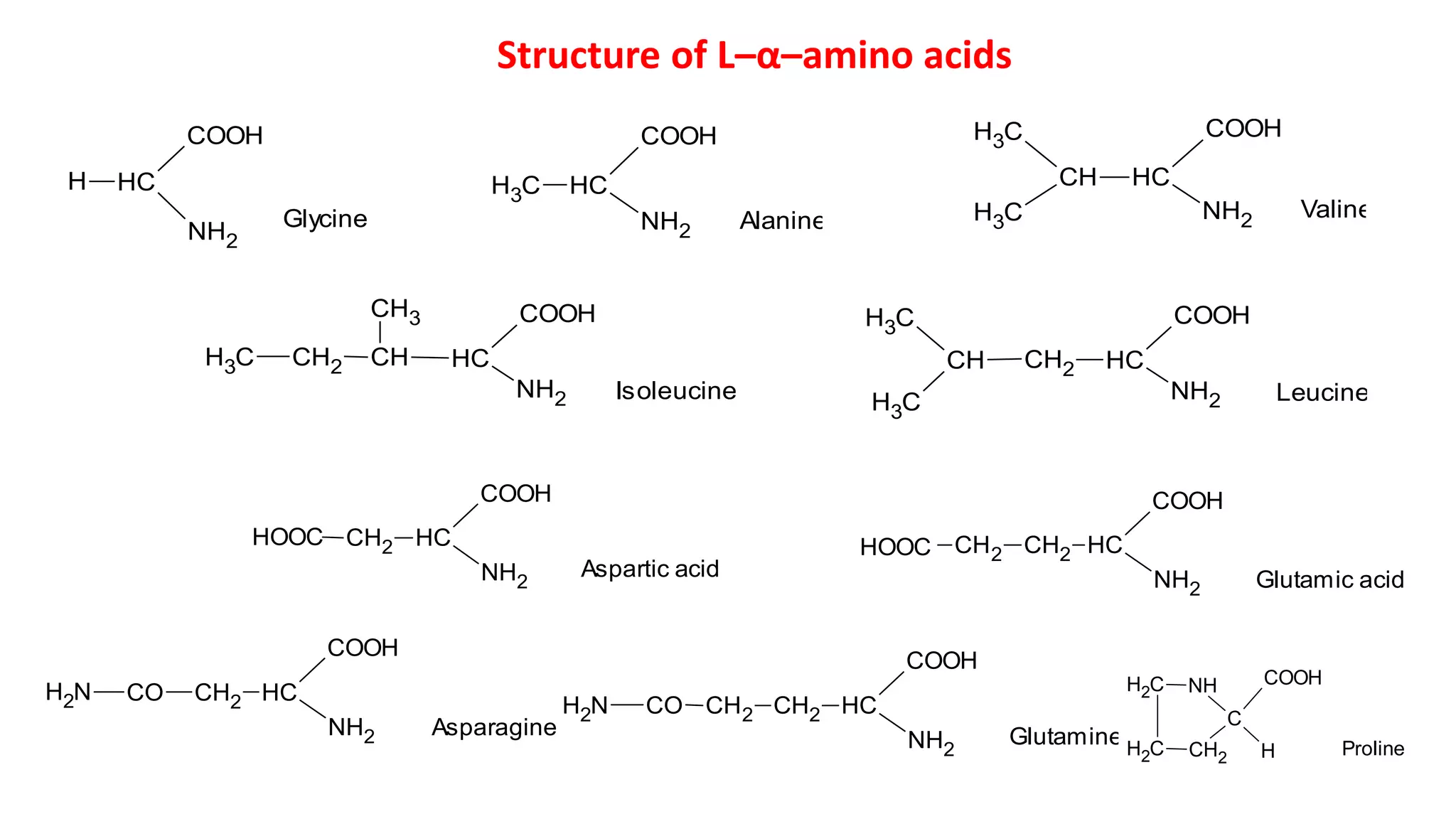 Amino Acids.pdf