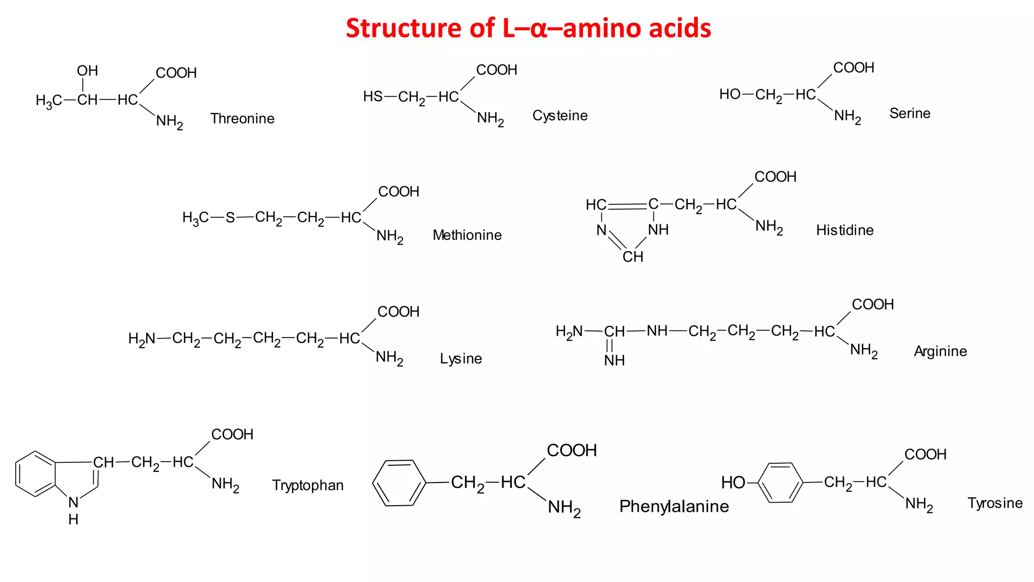 Amino Acids.pdf