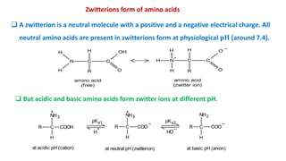 Amino Acids.pdf