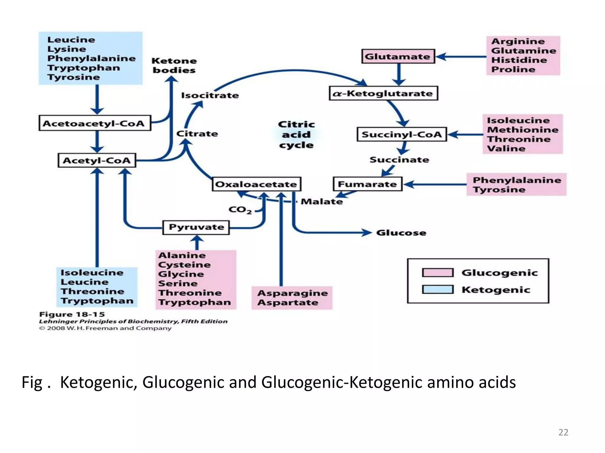 Amino acids.pptx