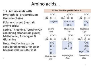 Amino acids.pptx