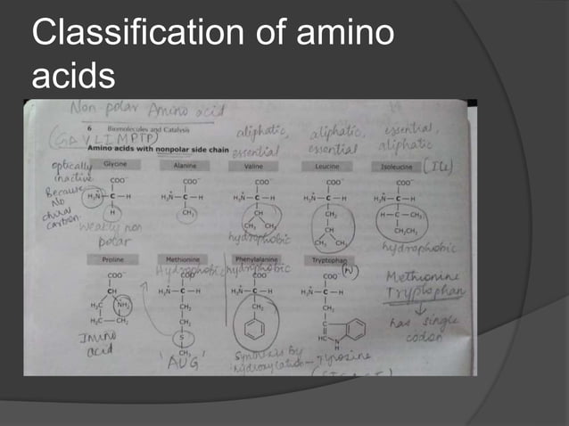 Amino acids.pptx