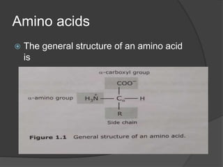 Amino acids.pptx