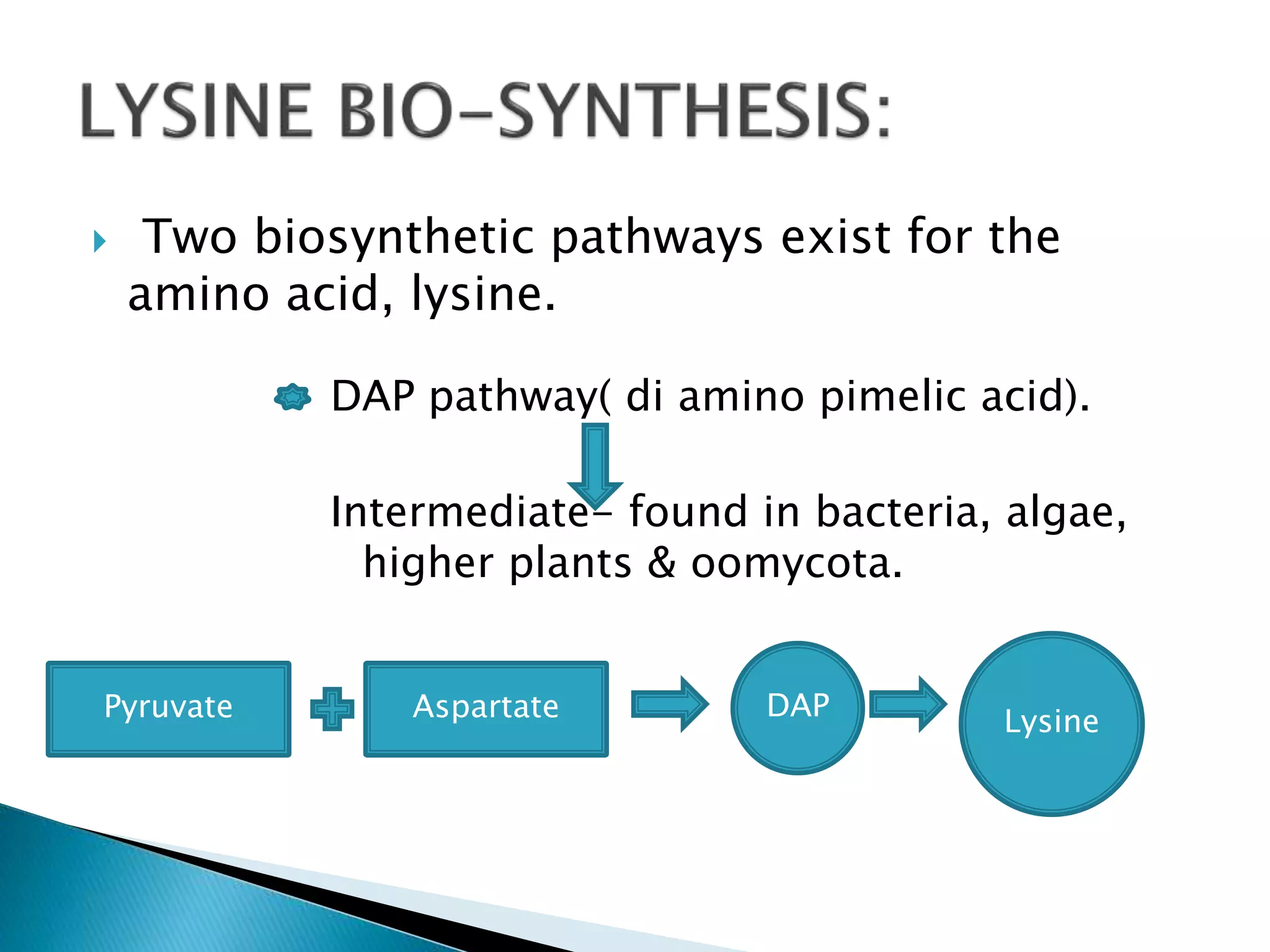 Aminoacids - lysine | PPTX
