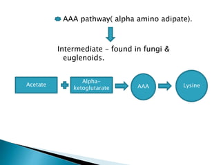 Aminoacids - lysine | PPTX