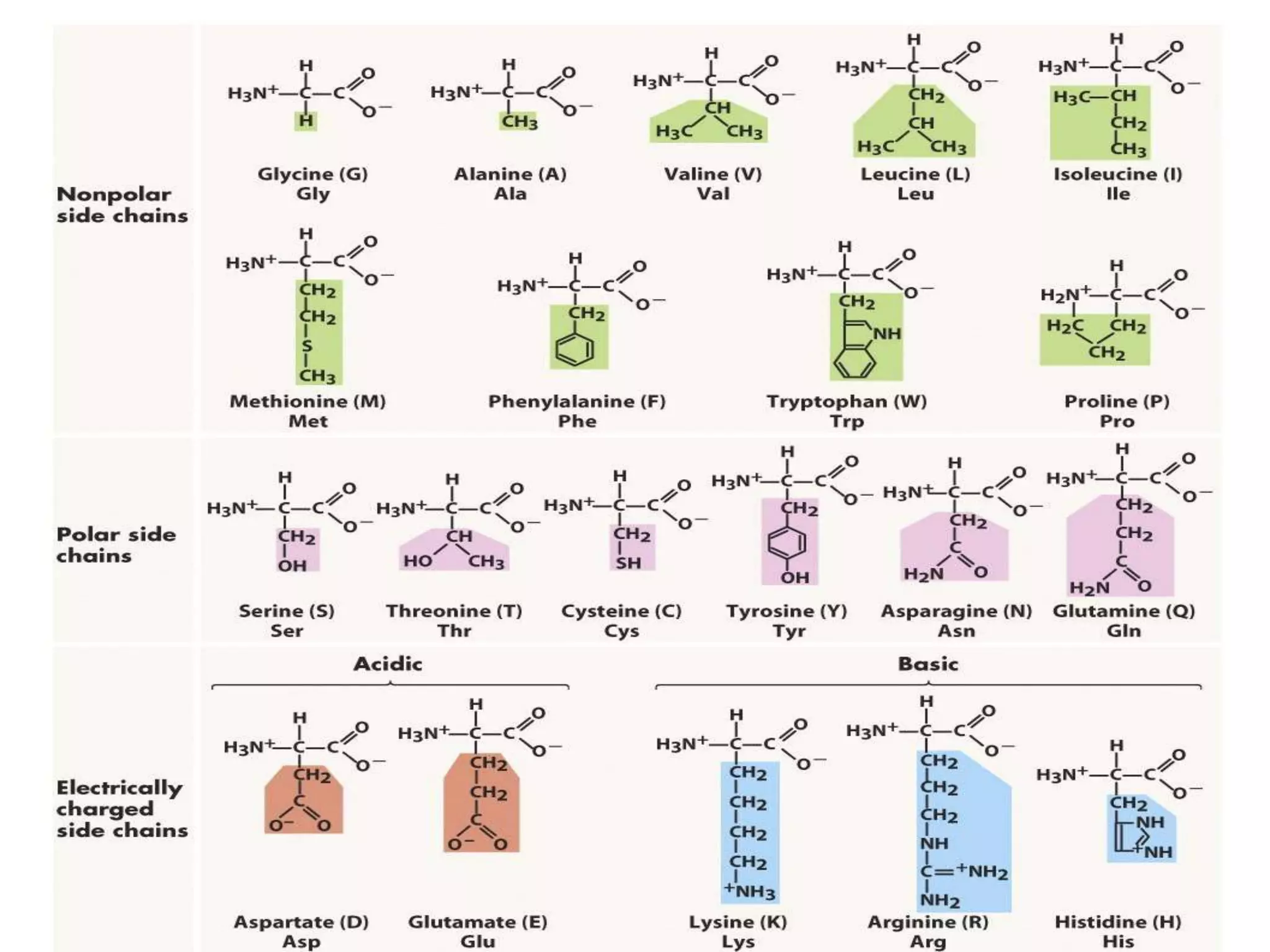 Amino acid & Protein | PPT