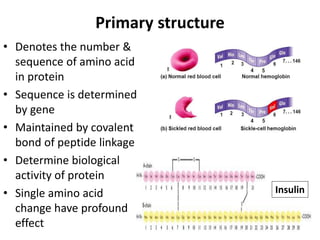 Amino acid & Protein | PPTX