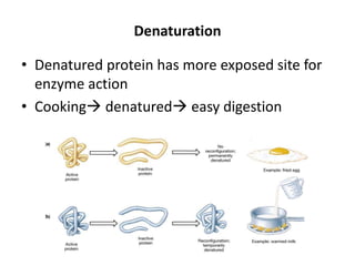 Amino acid & Protein | PPTX