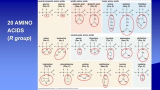 amino acids and peptides.ppt