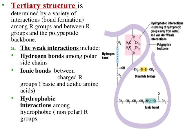 Amino acids and protein