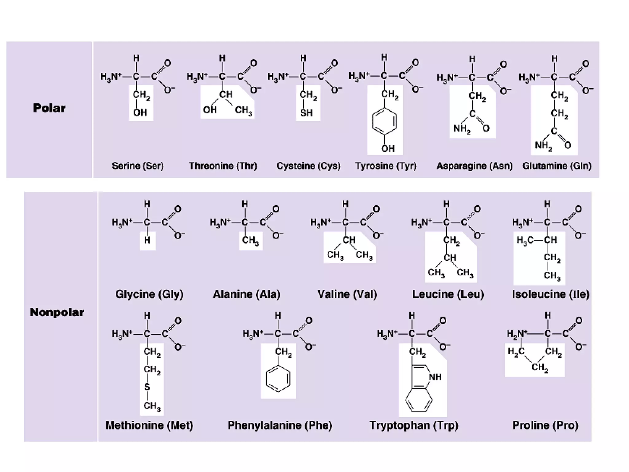 Amino acids and protein | PPT