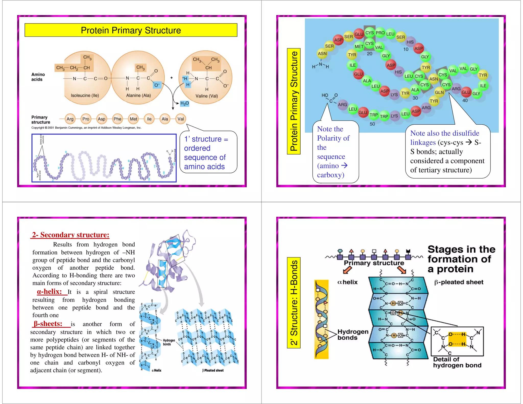 Amino acids and protein | PDF